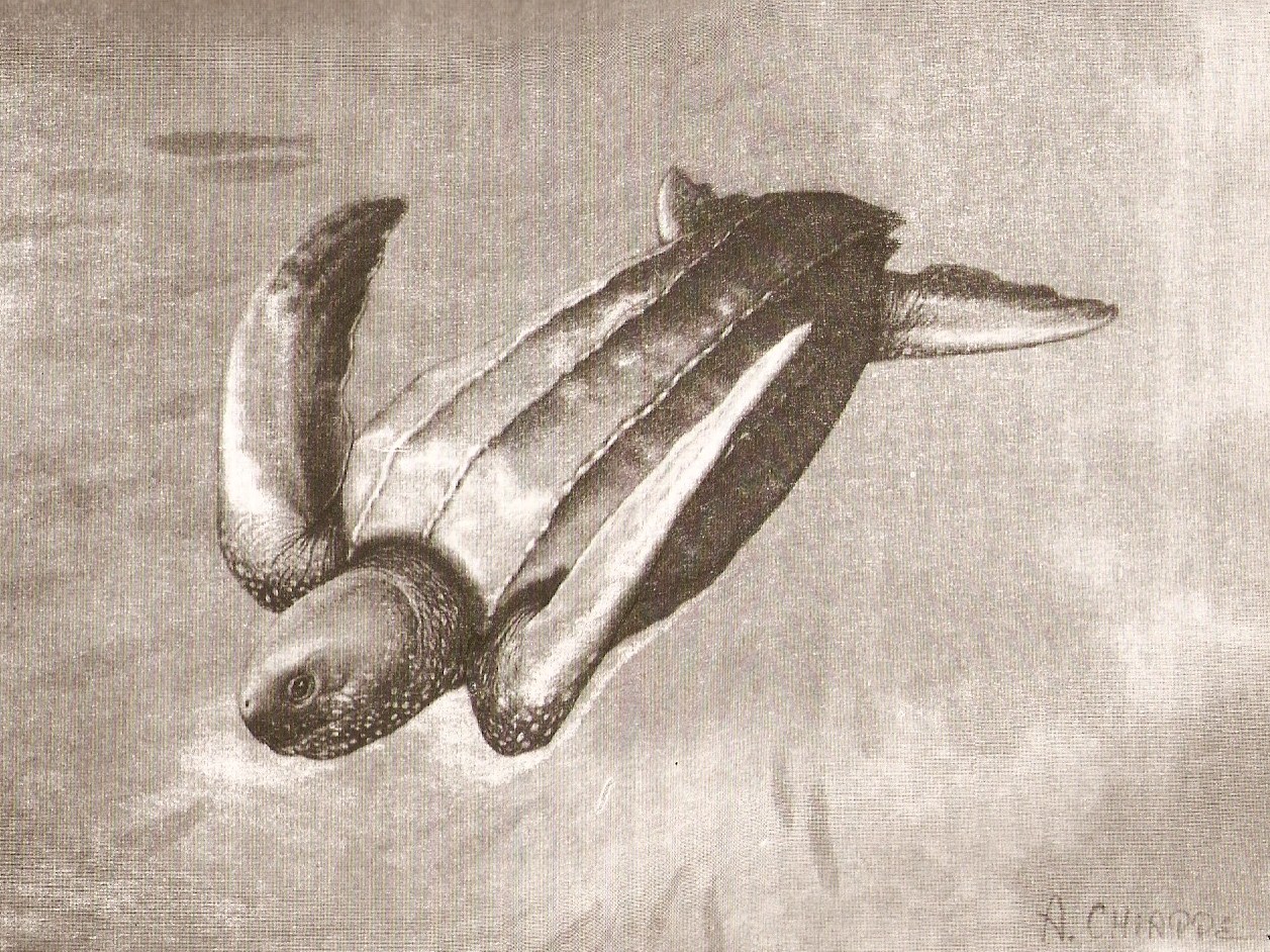 NATURALEZA Y CULTURA: Tortuga Laúd en la Costa Bonaerense