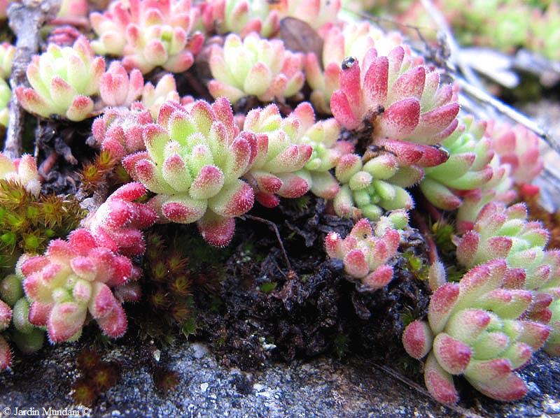 Sangrando en verde: Las antocianinas, los colores de las plantas ...
