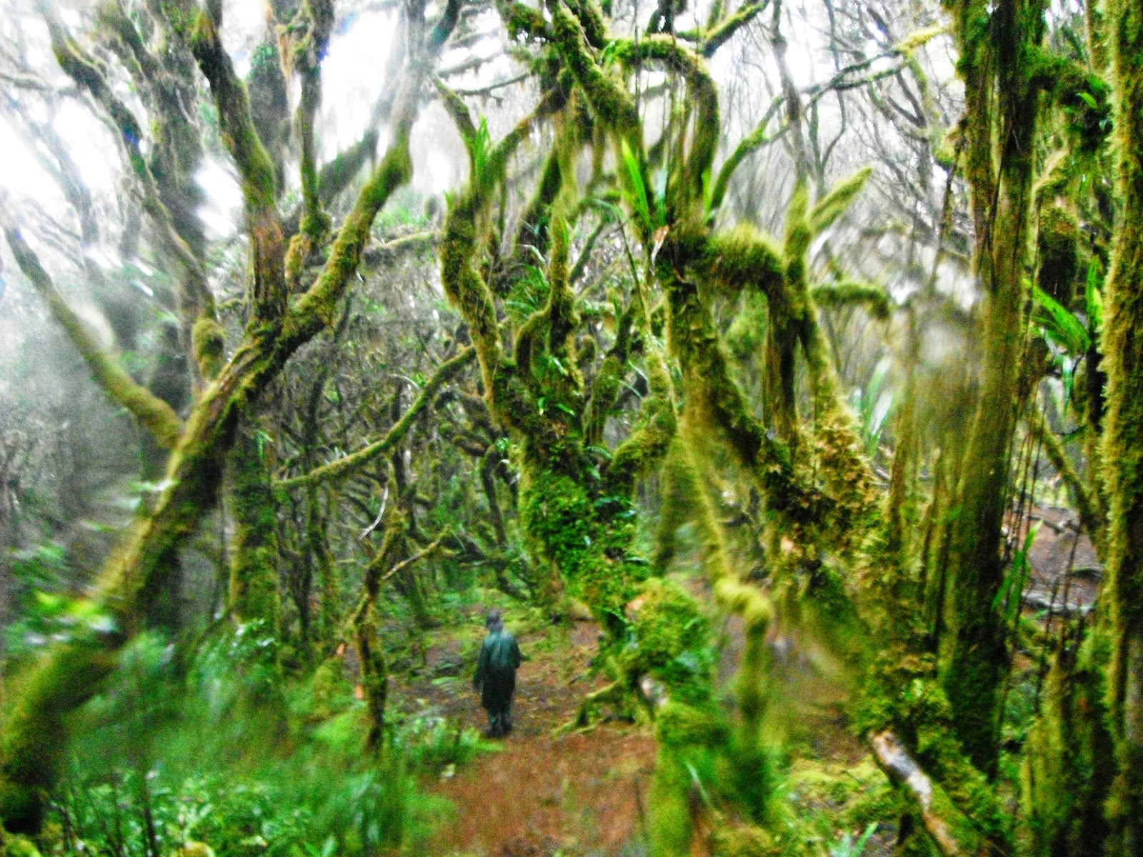 iamerwinsy: Dayhiking Mt. Kintanglad and Mt. Dulang-Dulang (D2K)