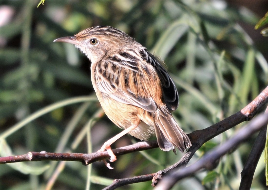 Imagens da vida animal: Fuinha-dos-juncos (Cisticola juncidis)