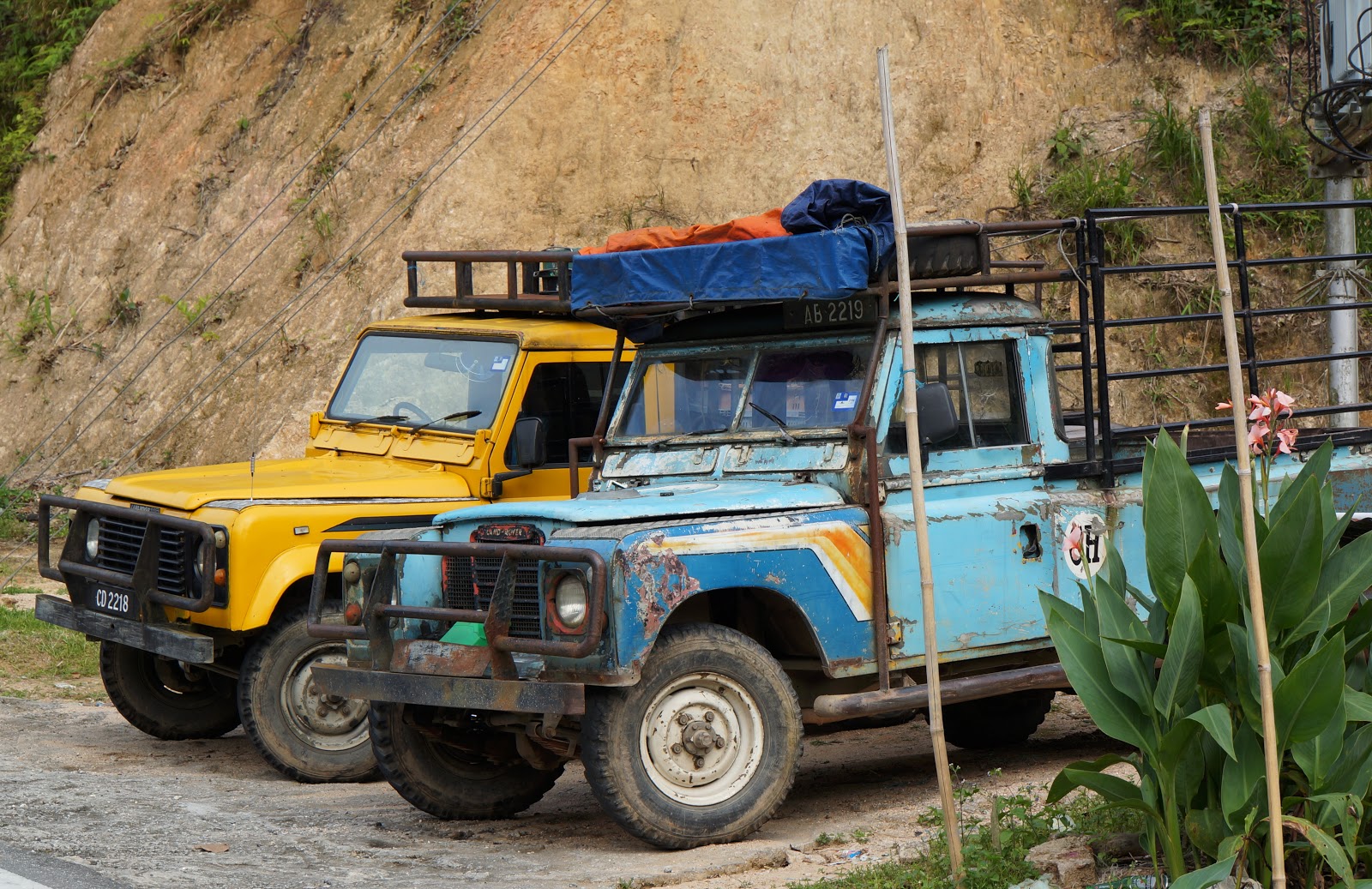 Malaisie - jour 5 : Cameron Highlands, plantations de thé et jungle trek