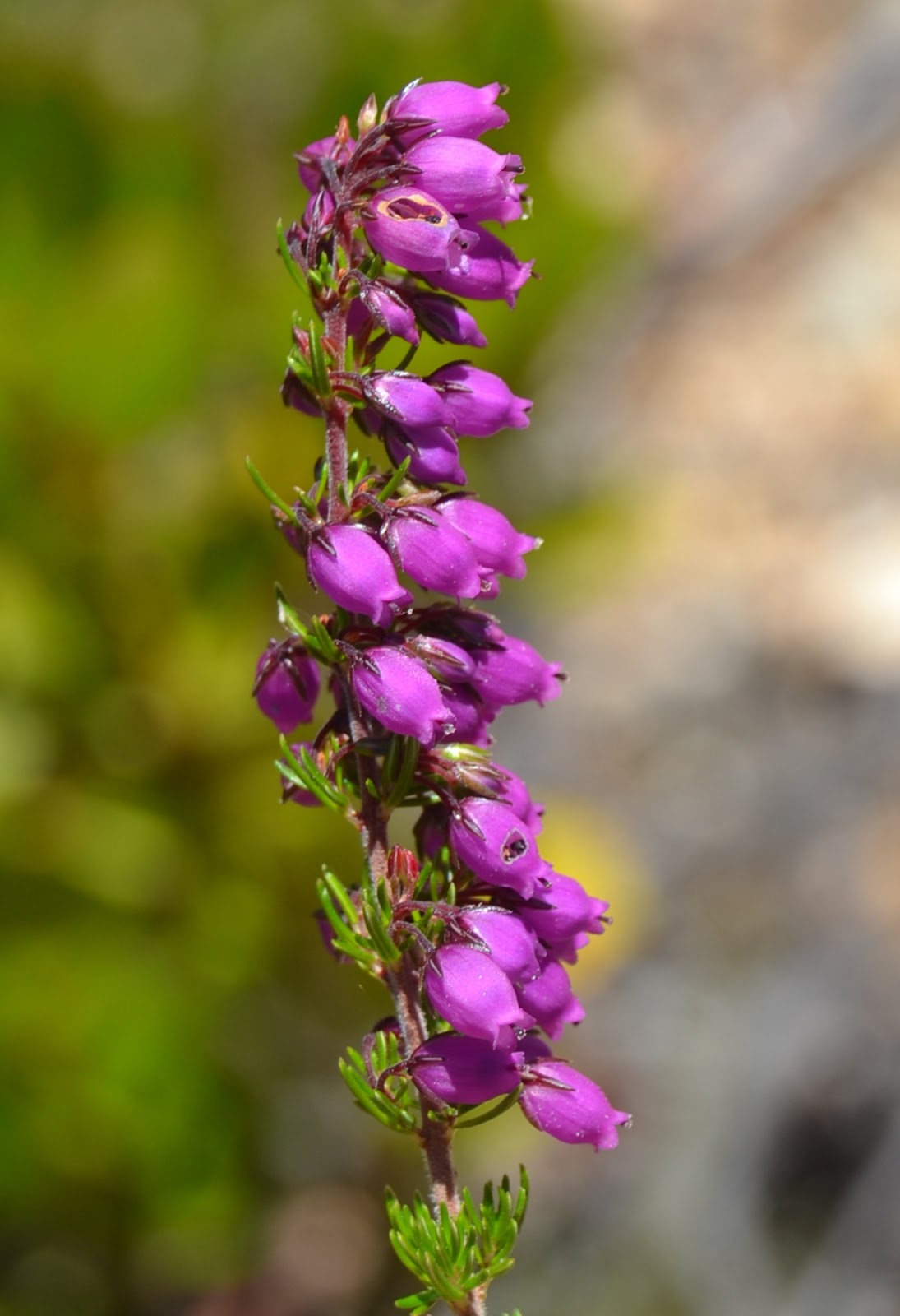 Plantas: Beleza e Diversidade: Negrela (Erica cinerea)