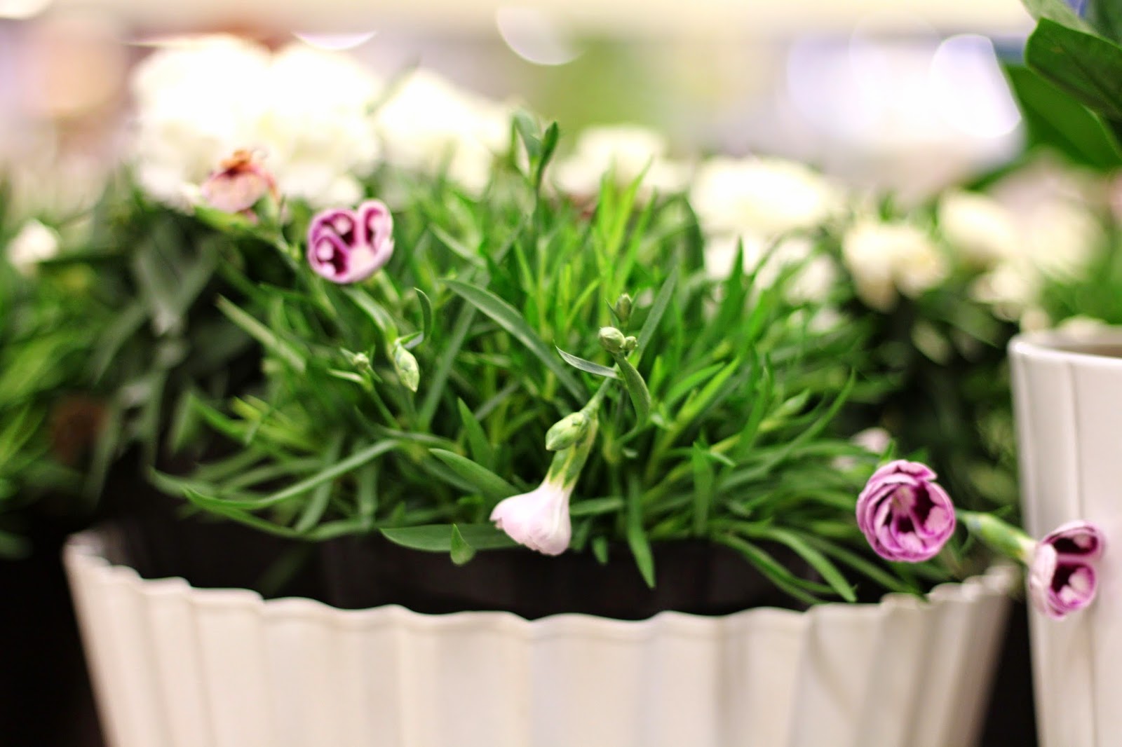 CUT and DRY : Weekend Flowers