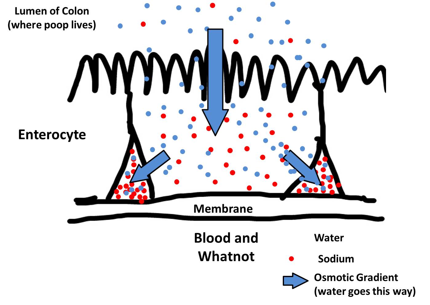 According2Robyn: Digestive System, Part 9: The Colon