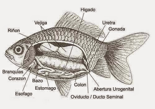 Info animales: PECES CONDRICTIOS, OSTEÍCTIOS Y PETROMIZÓNTIDOS