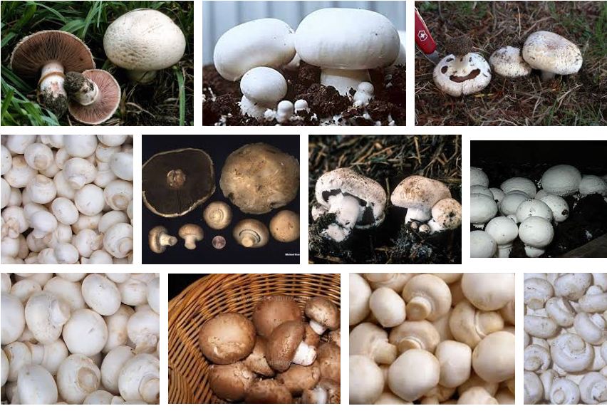 Sebutkan peranan jamur berikut ini dalam kehidupan sehari-hari.