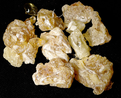 Thaisucculents: Arabian Frankincense Boswellia sacra
