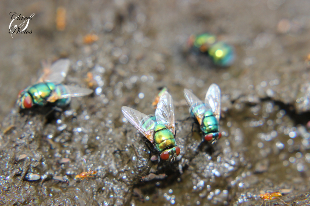 Clare's Spot: The Beauty of a Cow Pat