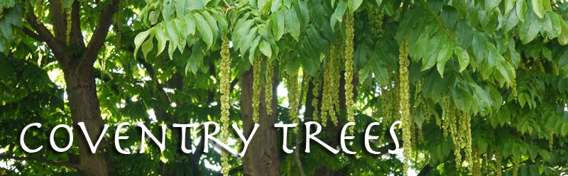 Coventry Trees: Tree Preservation Orders (TPOs)