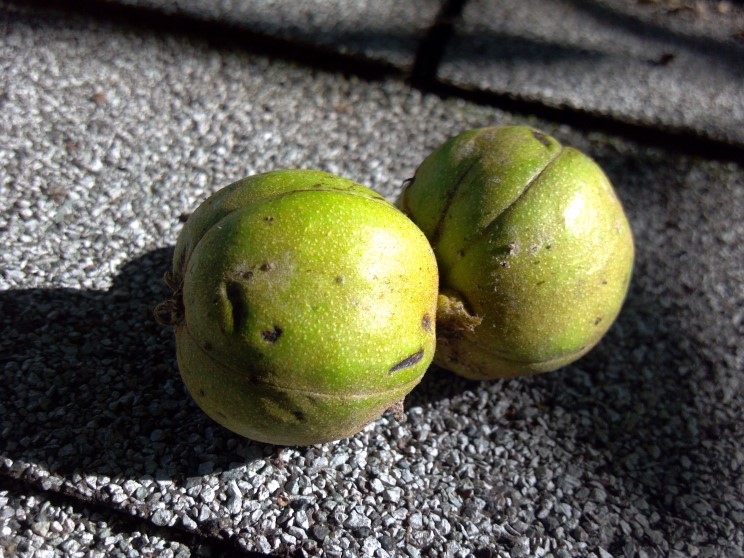 Divinebunbun's Rugged Rural Missouri: Free Food