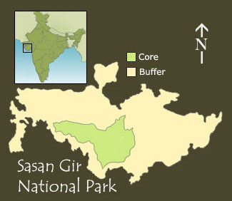 Gir National Park | Sasan Gir