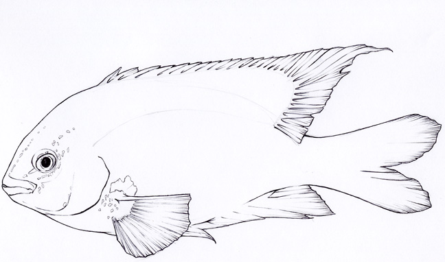 Fula a Tinta. - Ilustradora Rosa Delia Medina Naranjo