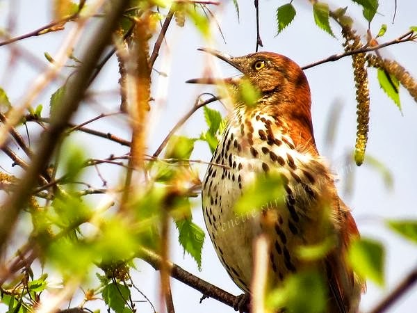 FENÊTRE SUR MES PHOTOS: MOQUEUR ROUX