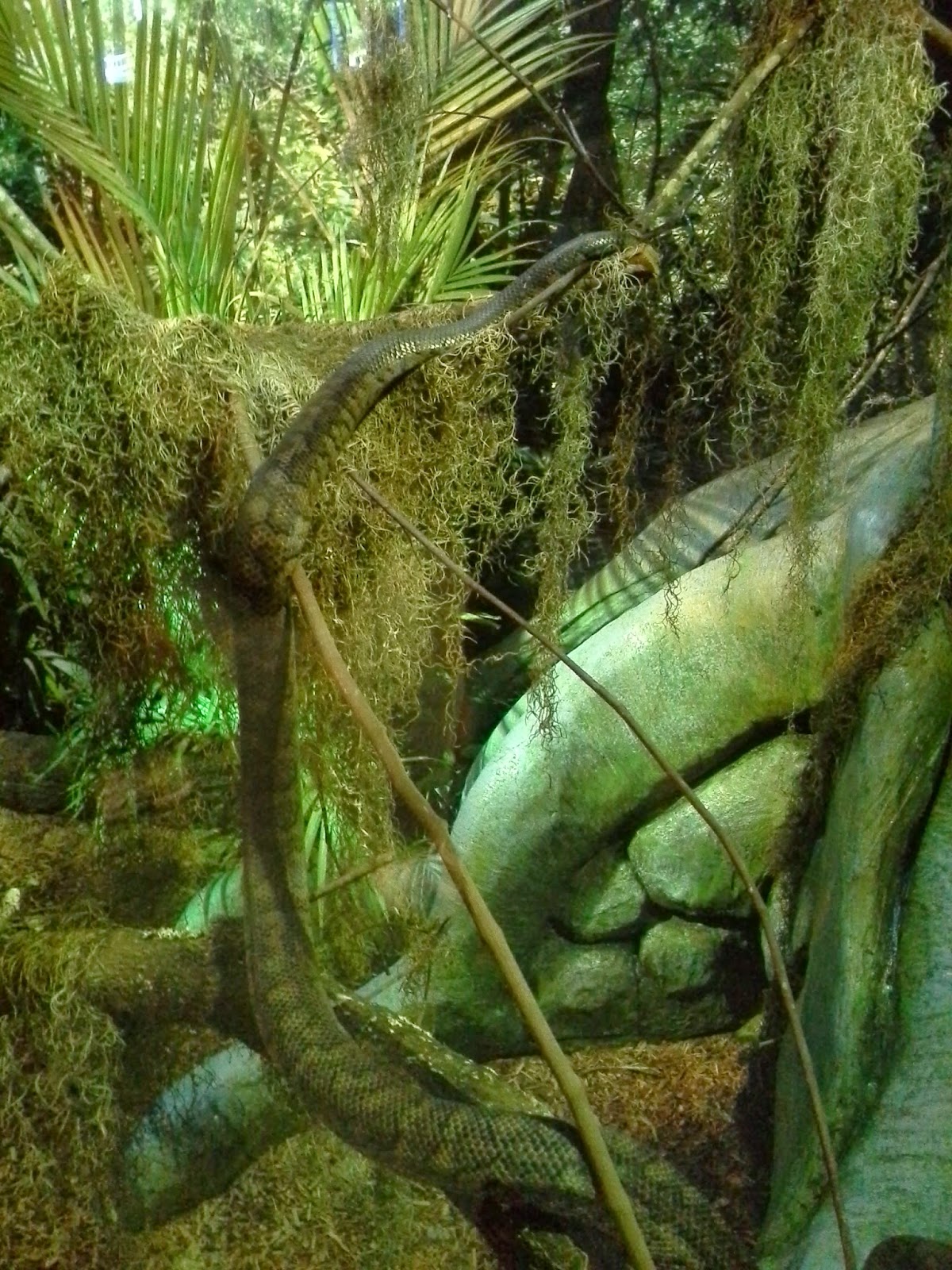 Safari Mike: Puerto Rican Boa