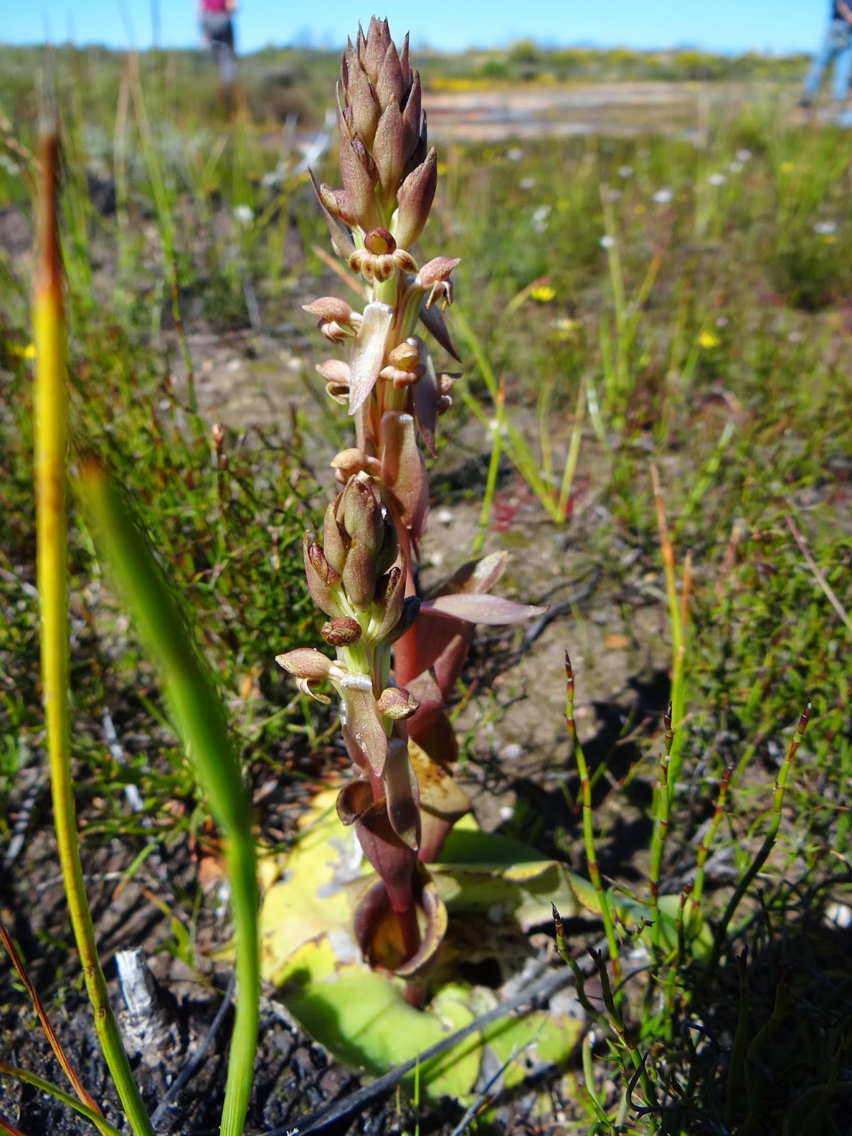 Caerulean Skies: South African Winter blooming orchids