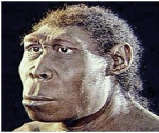 rockfeatask: Jenis-Jenis Manusia Purba di Indonesia