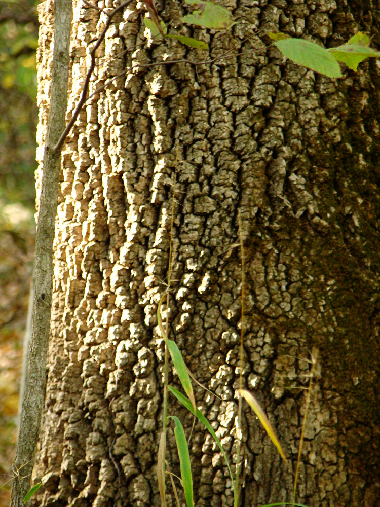 Rurification | Robin Edmundson: Hackberry Bark