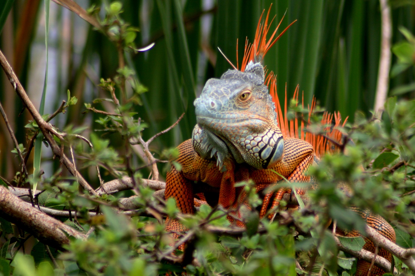 Real Monstrosities: Iguana