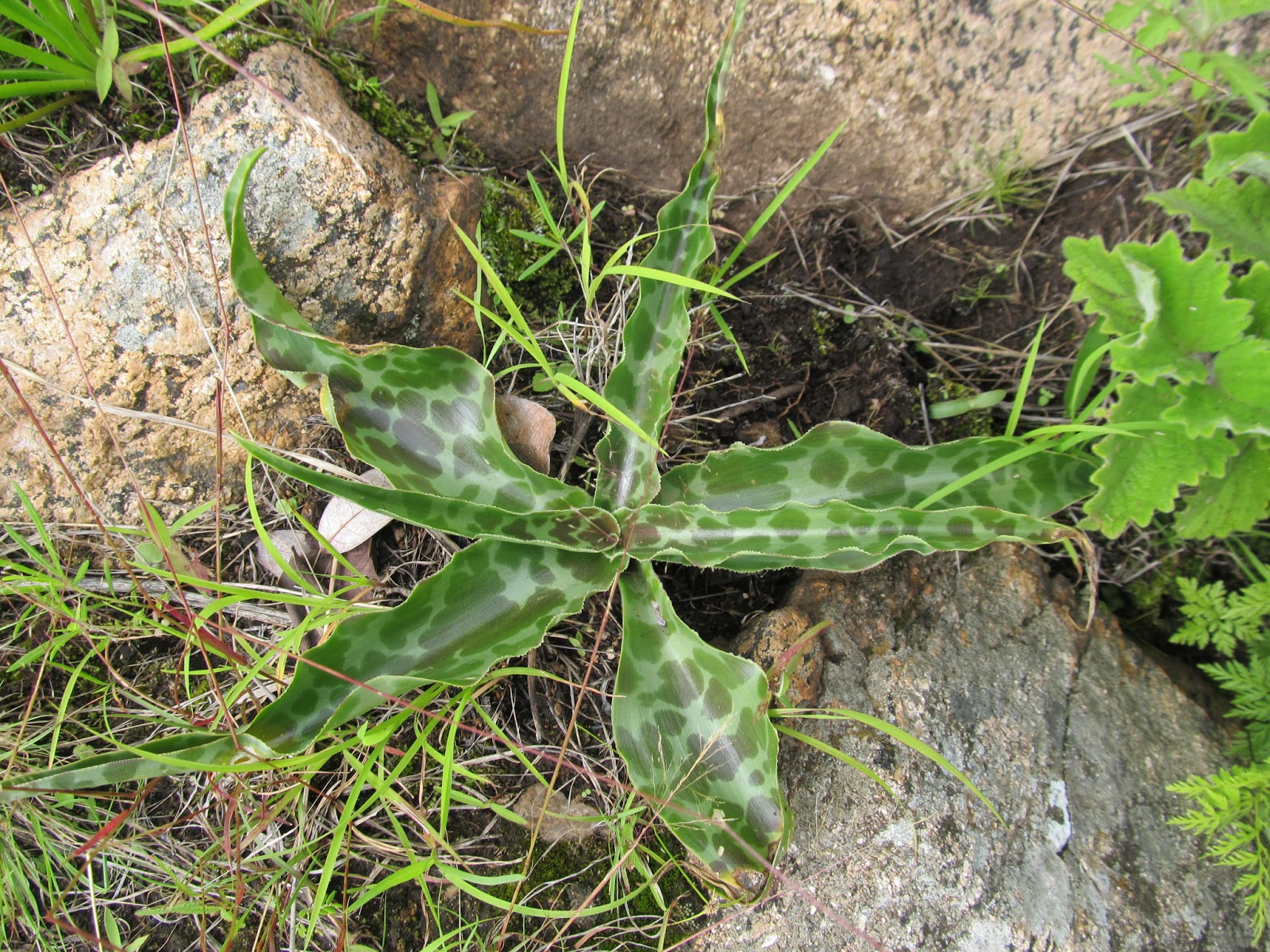 Here is Malawi: Awesome Plants: Part 4 (?)