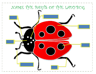 A Place For Kindergarteners: Learn the parts of a ladybug