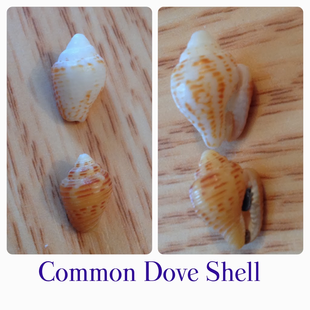 Lava of Ocean Dawn: The Shell Sorting Hat!