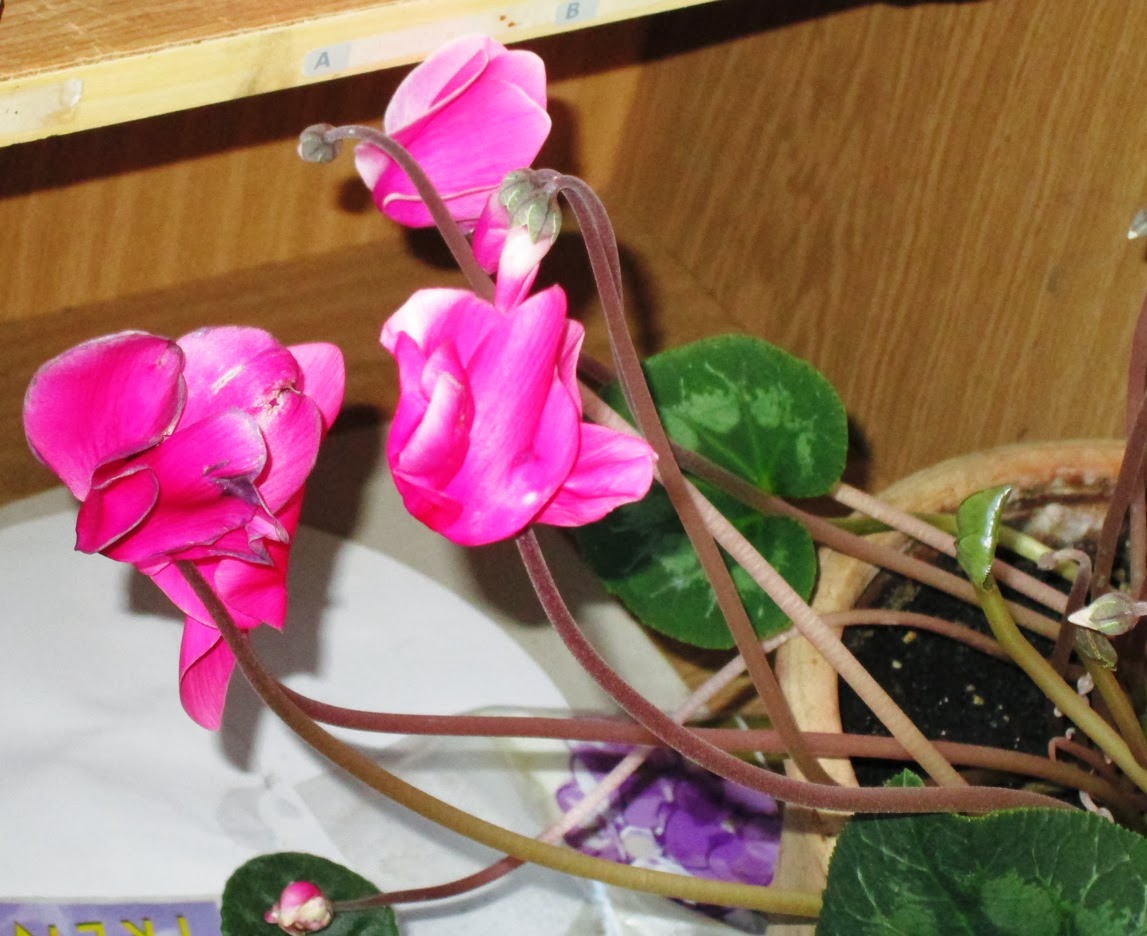 Cyclamen - cum o ingrijesc eu - Pulbere de stele