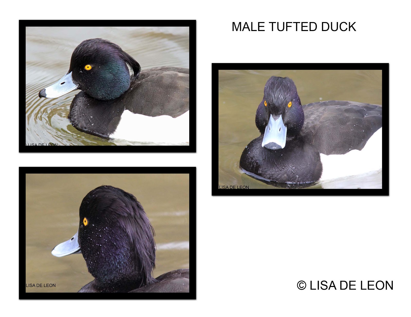 Birding with Lisa de Leon: Black and White Diving Ducks - Bay Ducks