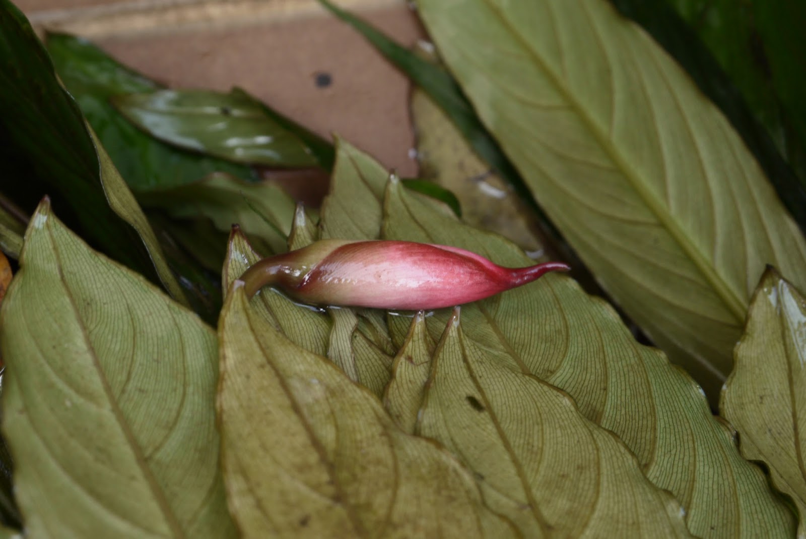 Piptospatha sp - House of araceae