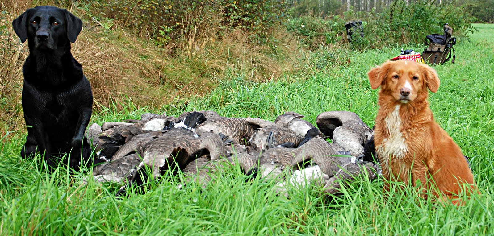 Mina Tollare: Underbara älskade lilla hund!