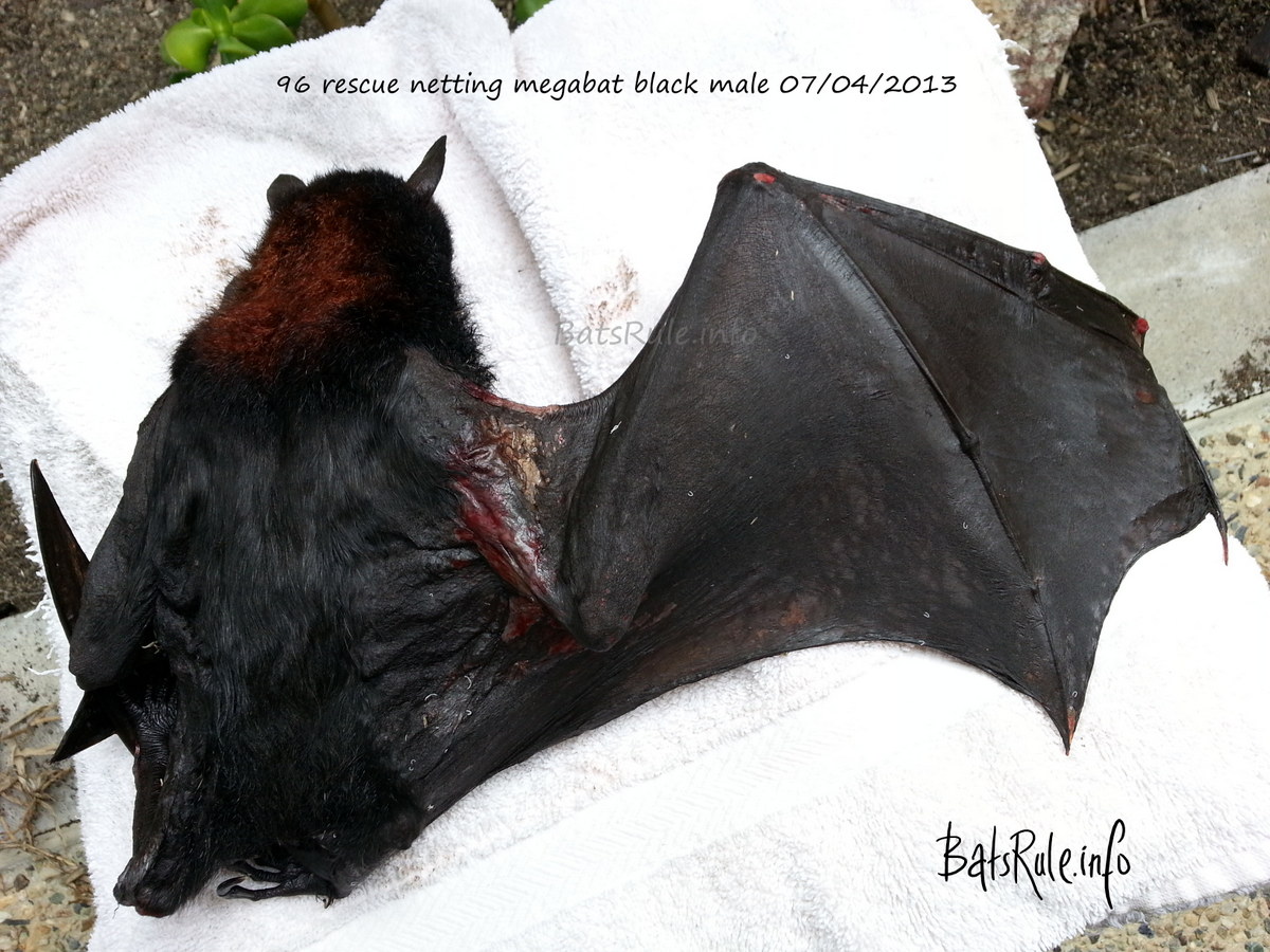 96 Rescue netting Megabat black male flying fox fruit bat 07/04/2013