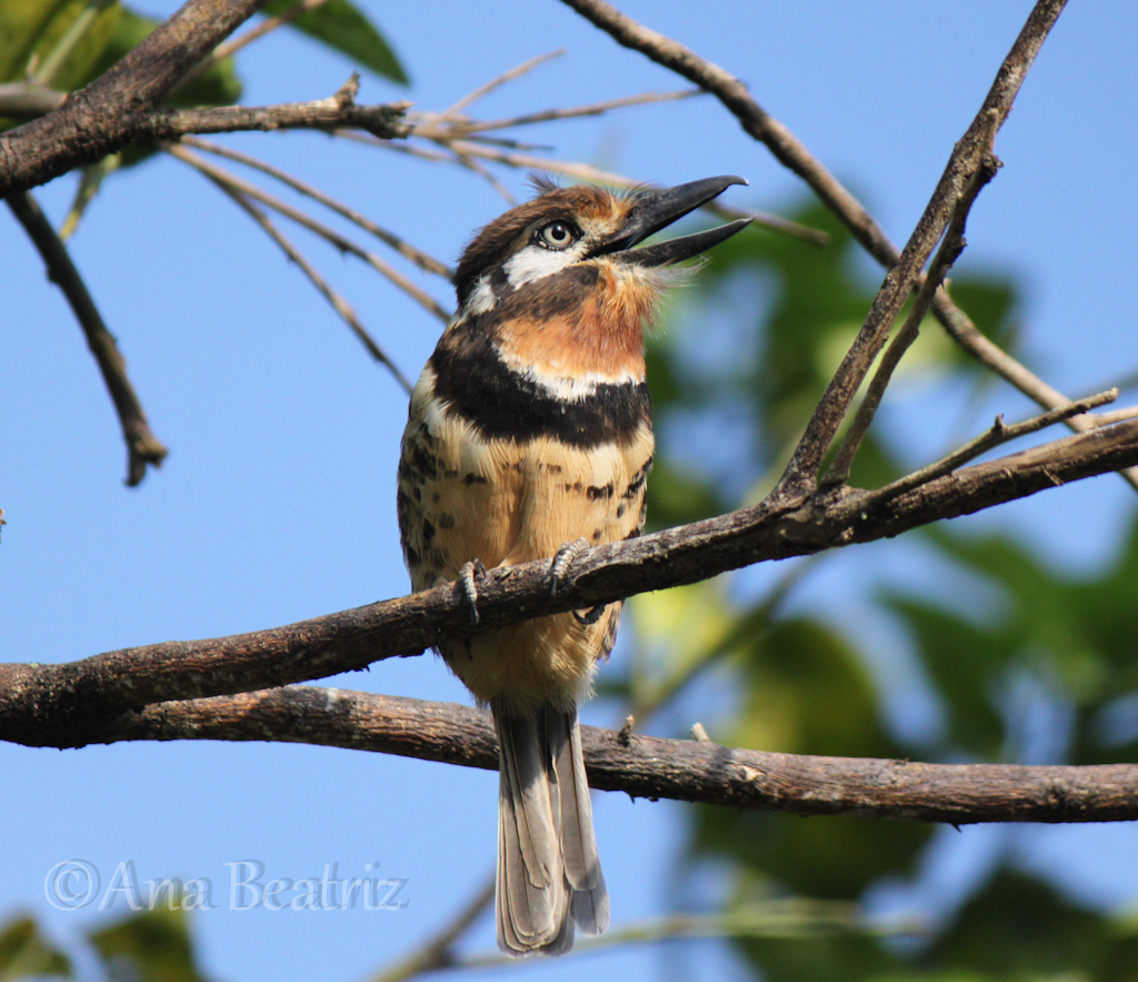 Aventura fotográfica: Bobito punteado, Coludo, Tol o Buco bobito ...