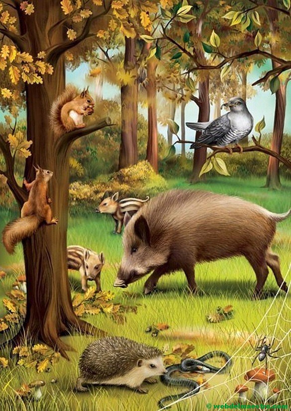 COLEGIO DE CHERIN : ANIMALES DEL BOSQUE