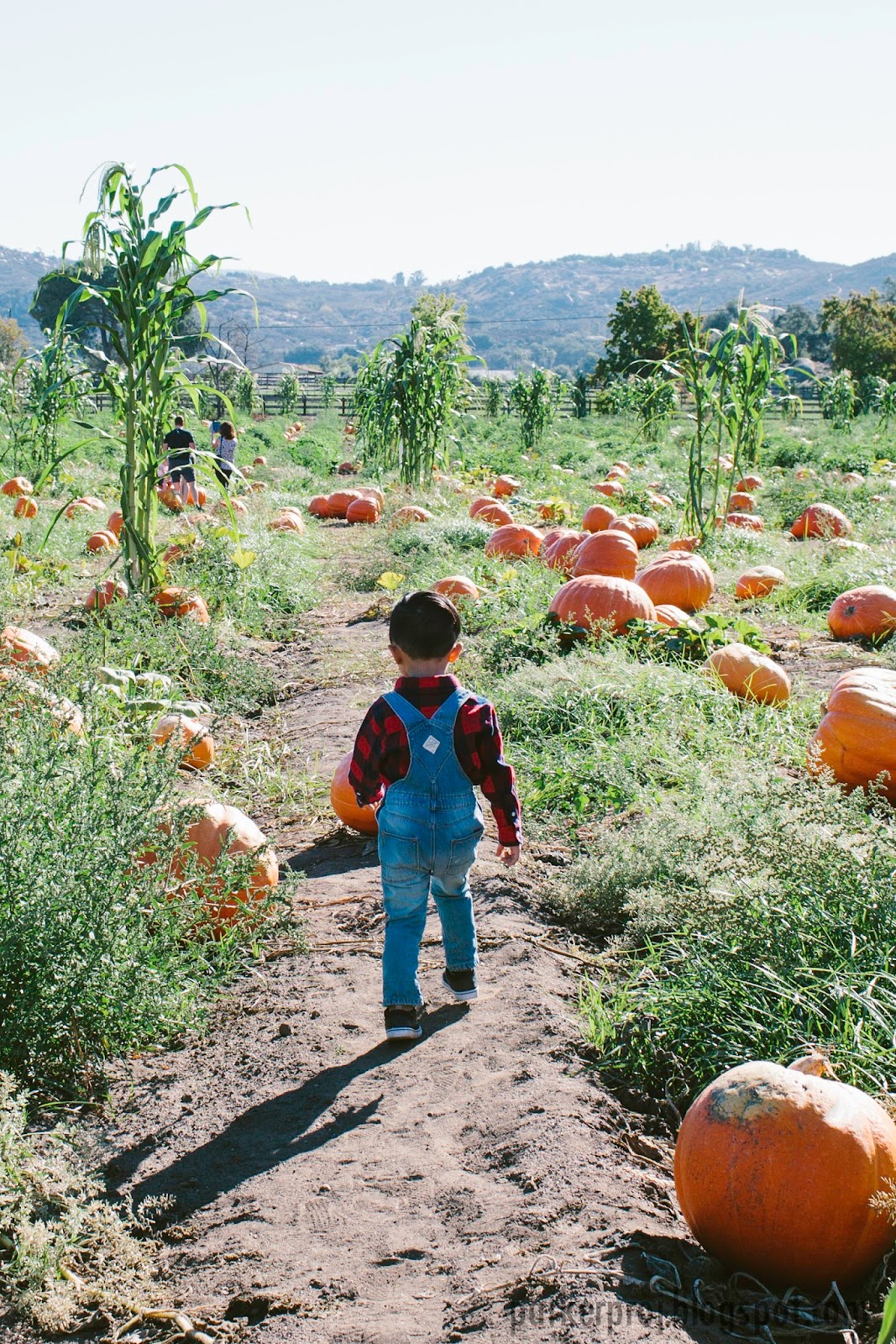 The Parker Project: Bates Nut Farm 2016