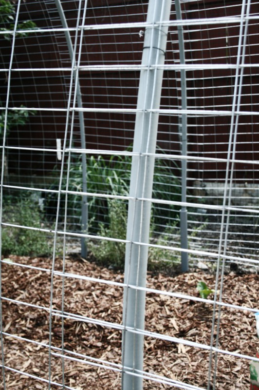 Gardening with a Not-So-Angry Redhead: The ULTIMATE Tomato Hoop House ...