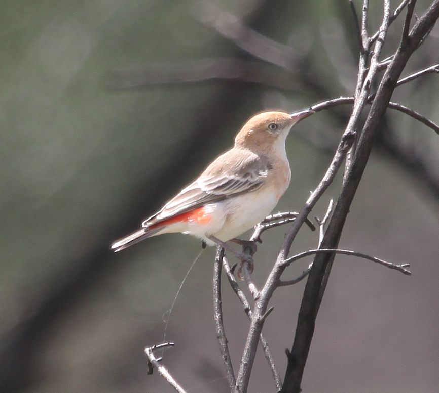 Richard Waring's Birds of Australia: Ross Highway photos - Crimson Chat ...