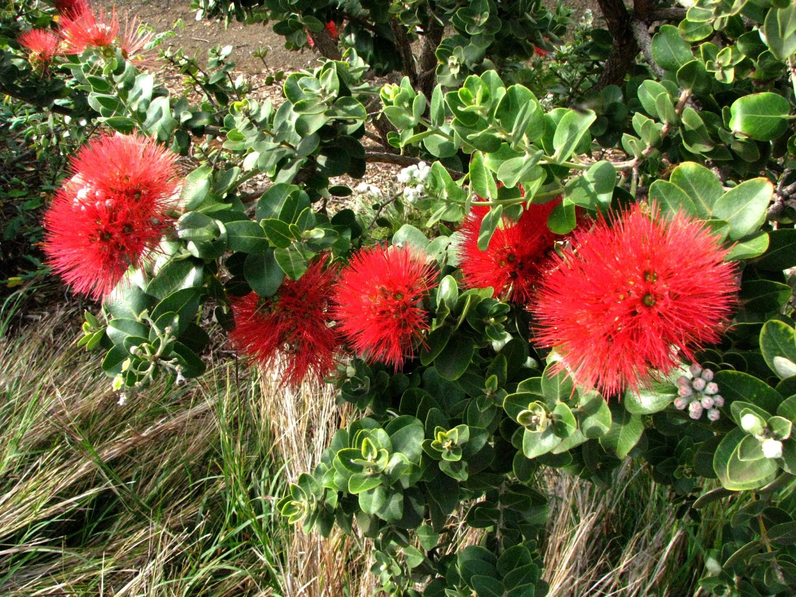Plant World: Metrosideros polymorpha