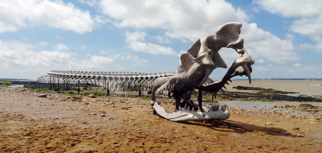 Ocean Serpent Washes Up on French Shores ~ Kuriositas