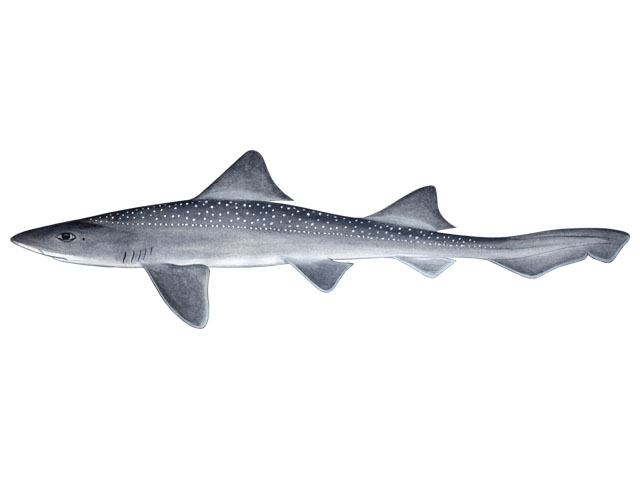 PLAAN : Tollo - Mustelus mento