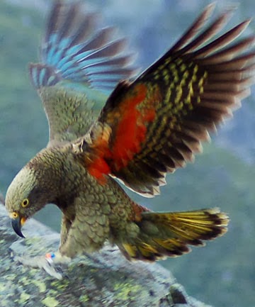 on target shooter nz: KEA GUN -Single Barrelled .410" Shotgun-Pistol