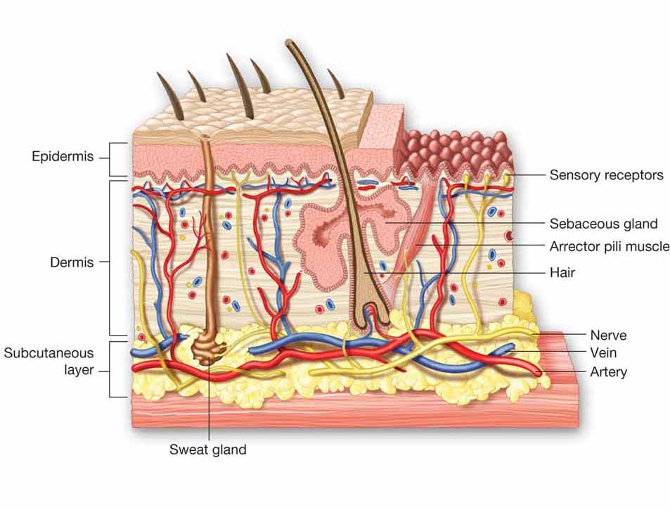 Recovering from Second Degree burns - VERA TESCHOW.CA