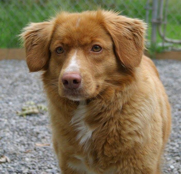 Nova Scotia Duck Toller Puppies