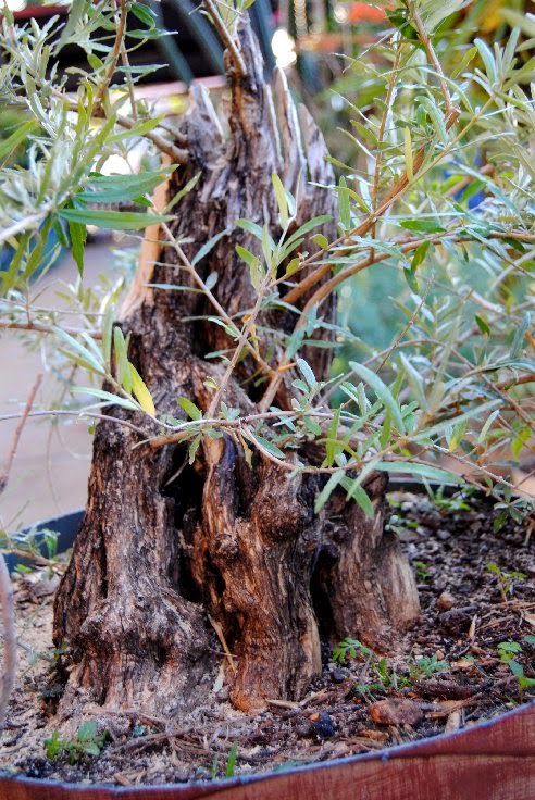 LENNARD'S BONSAI BEGINNINGS.: Buddleja saligna