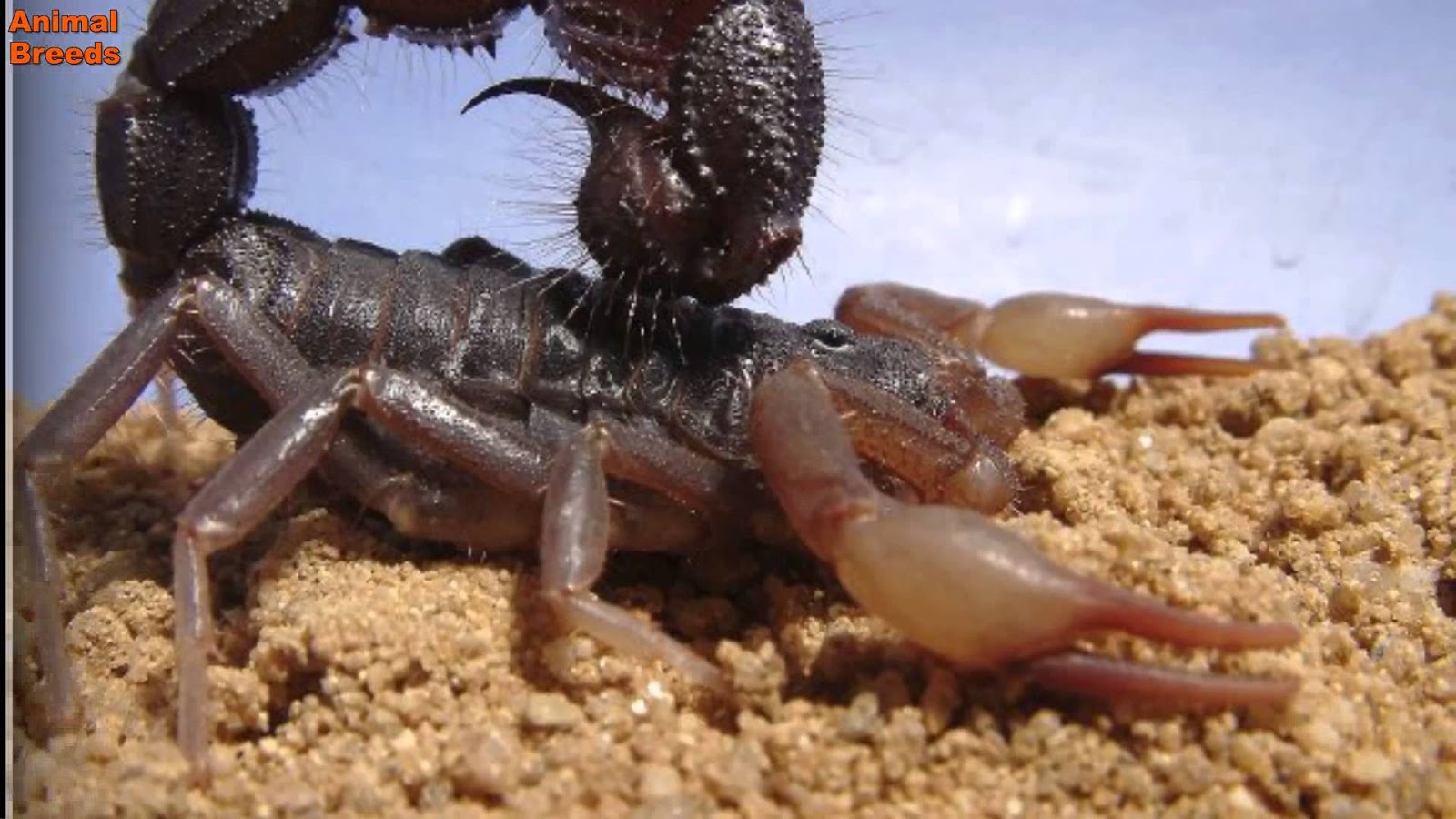 What is Scorpions?How many types of Scorpions? - Magical World