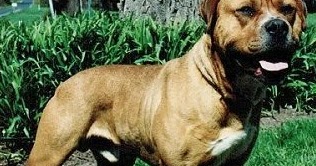 American Bull Molosser Breeders