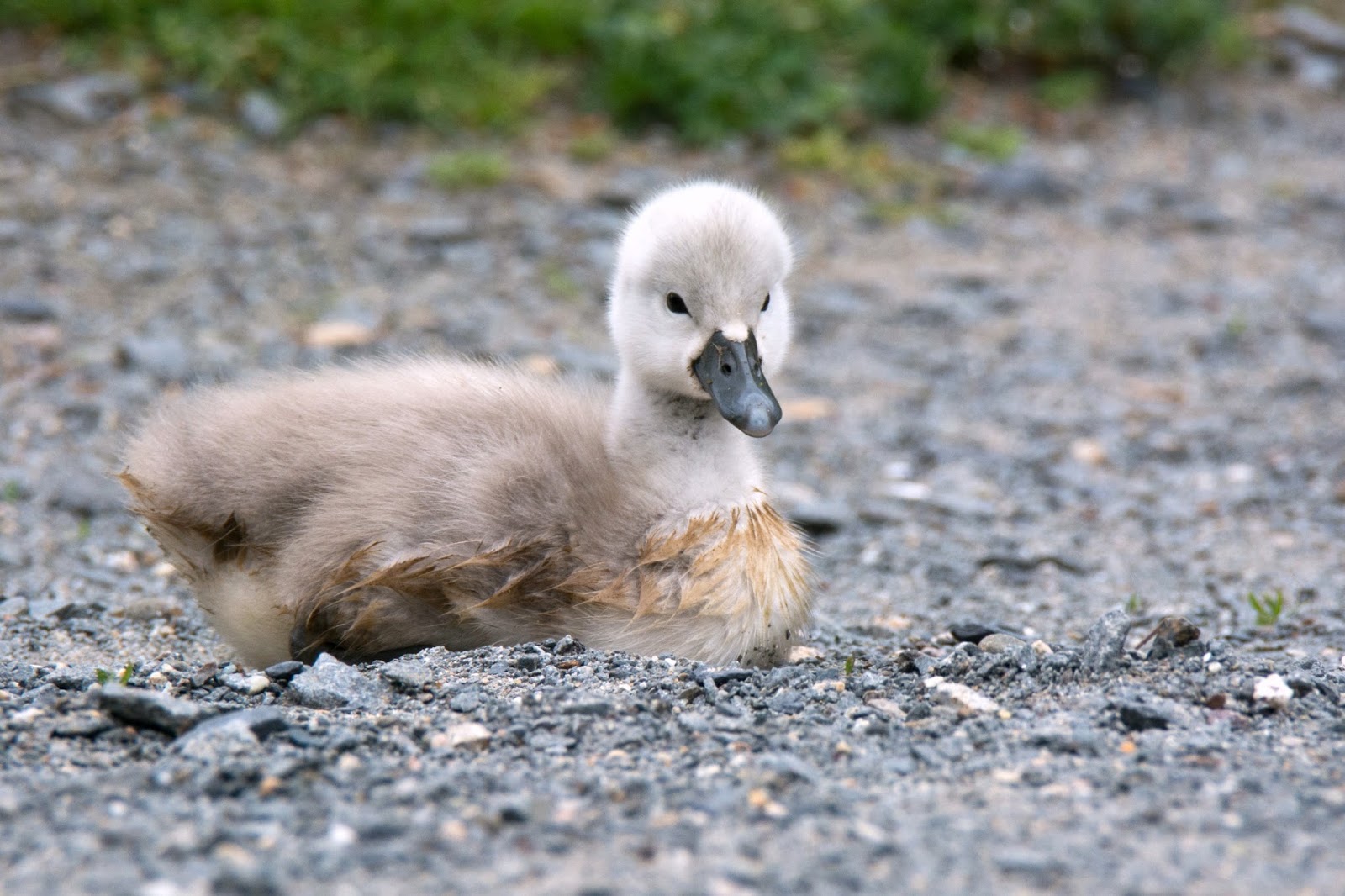 Carol's View Of New England: Cygnets at Jenny Pond in Plymouth MA