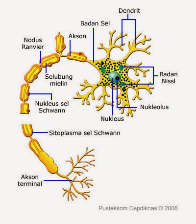 Biologi Sistem Koordinasi: Sistem Saraf pada Manusia