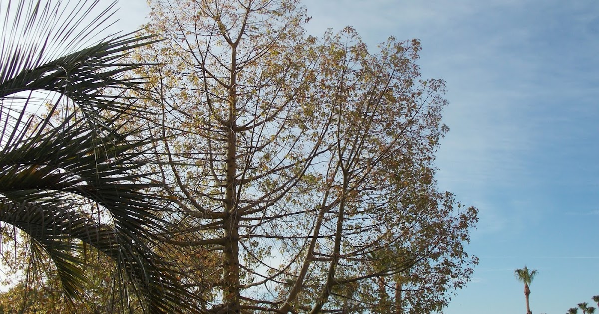 Xtremehorticulture of the Desert: Bottle Trees Crispy Leaves and Leaf Drop