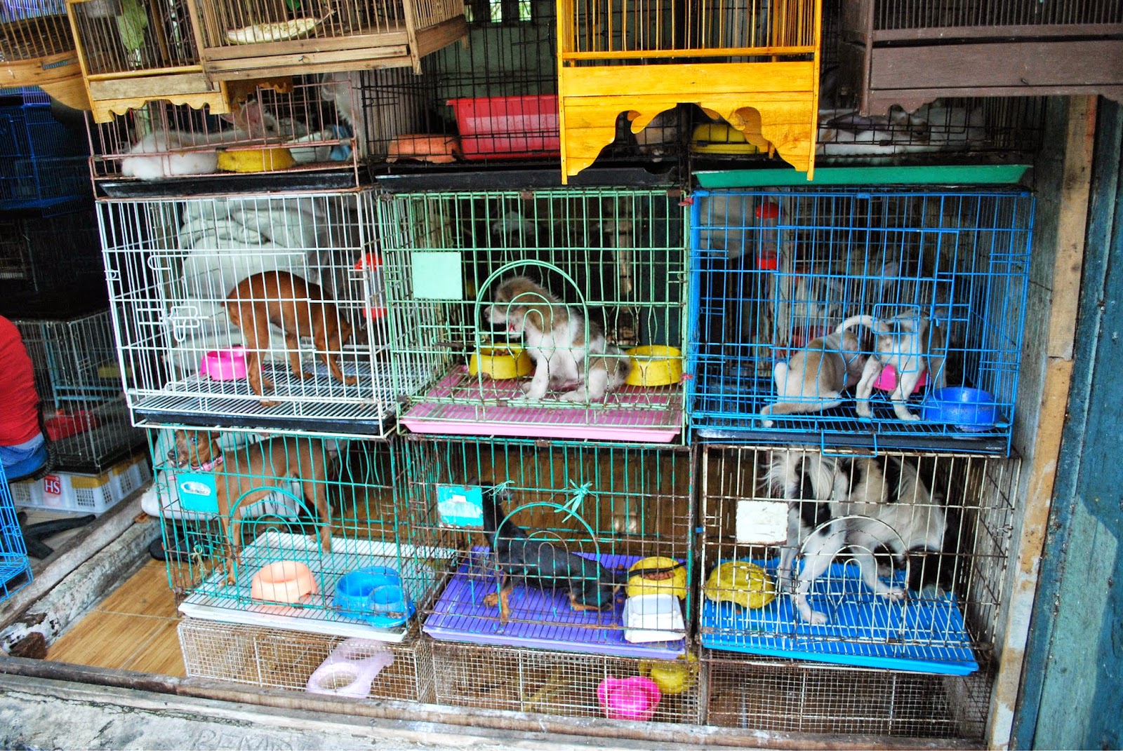 Veterinary Pet Health Care : This week is Puppy Mill Action Week! From ...