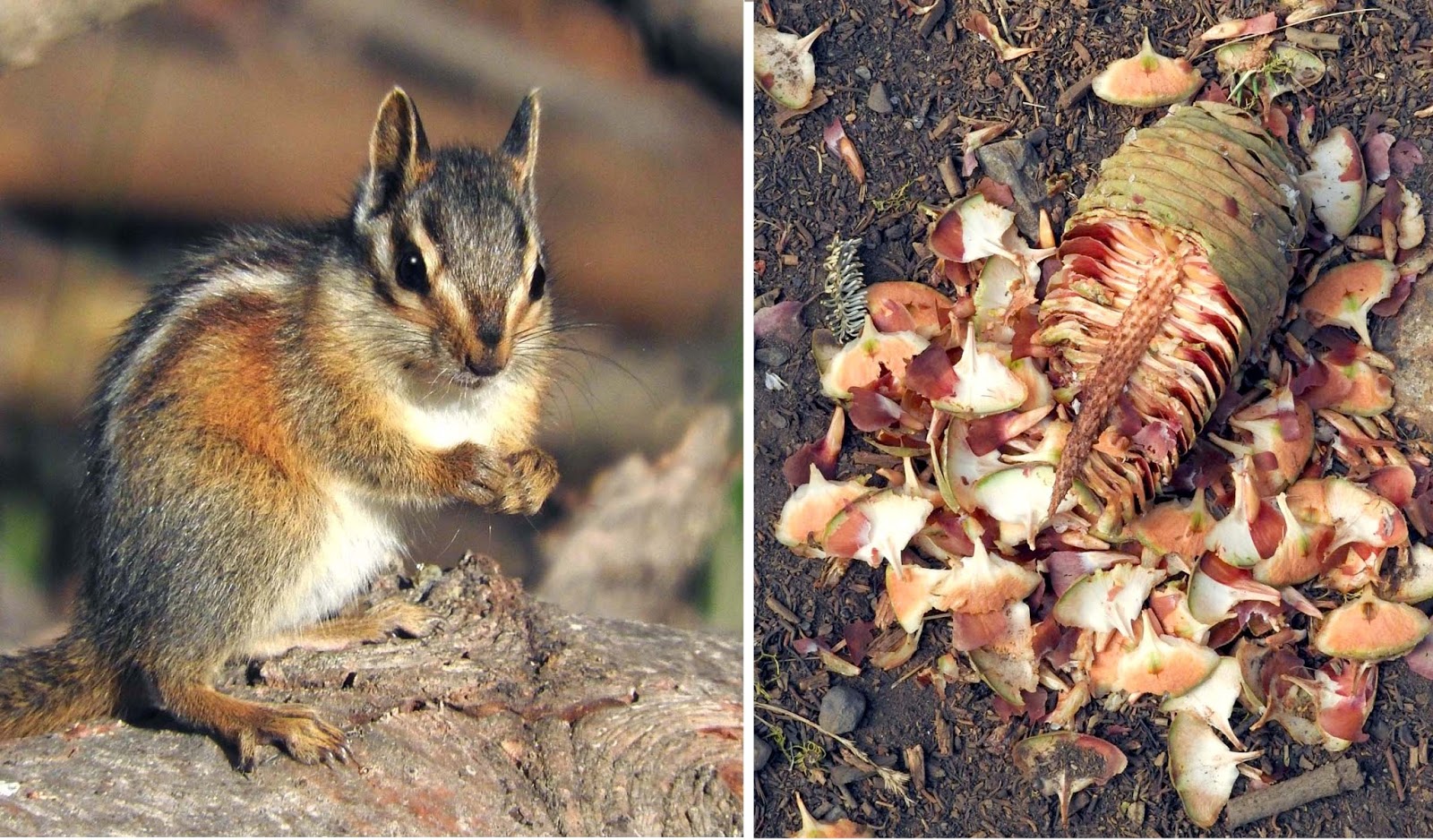 North Yuba Naturalist: The End of Summer!