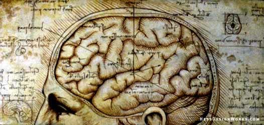 800 million: Da Vinci's Tree of Life - Brain